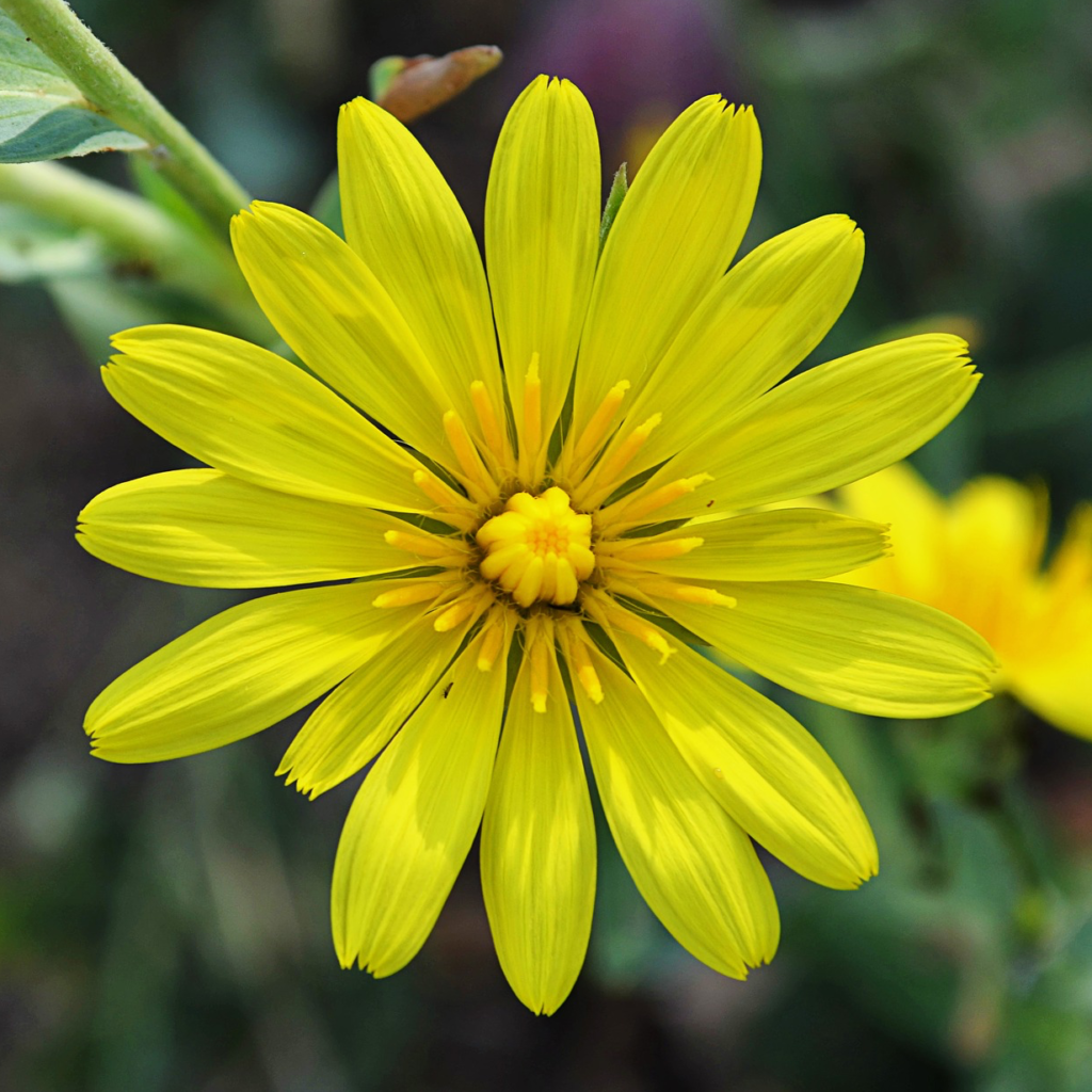 yellow-flower-square – megaconglomocorp